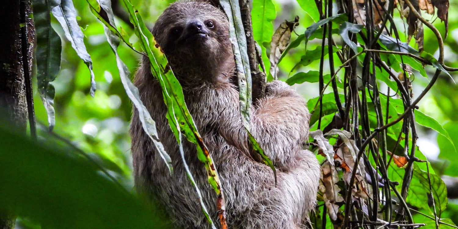 Sloth Gift Shop - The Biggest Sloth Gift Store Online | Sloth merch!