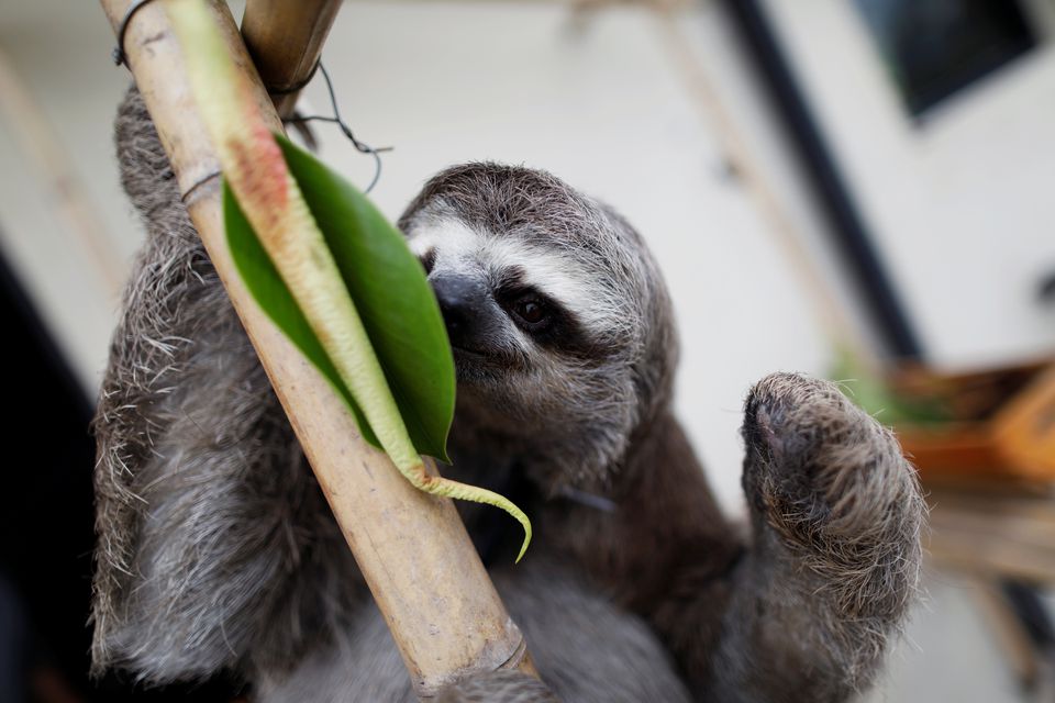 Sloth Gift Shop - The Biggest Sloth Gift Store Online | Sloth merch!